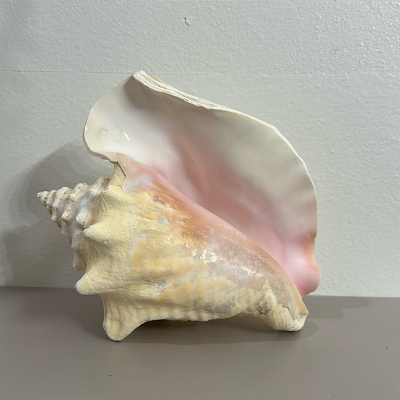 Accents | Natural Conch Shell | Poshmark